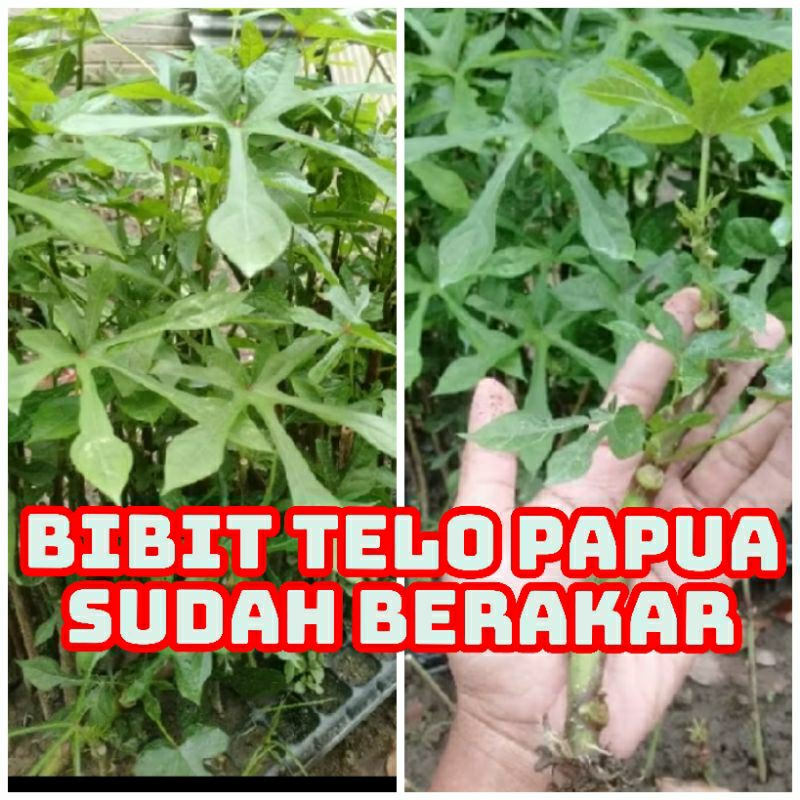 Jual 3 Bibit singkong Papua telo Papua full.akar | Shopee Indonesia