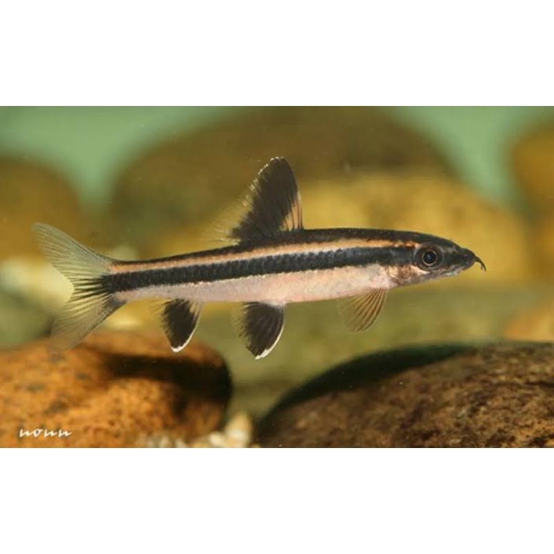 Jual Epalzeorhynchos kalopterus flying fox fish algae eater | Shopee ...