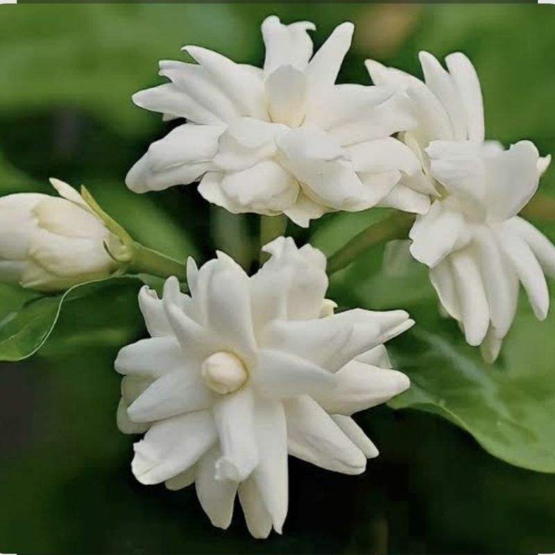 Jual Arabian night jasmine / bibit tanaman hias bunga melati harum ...