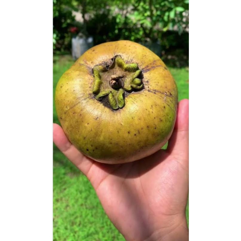 Jual Buah Giant BLACK Sapote Mexico (sawo hitam) | Shopee Indonesia