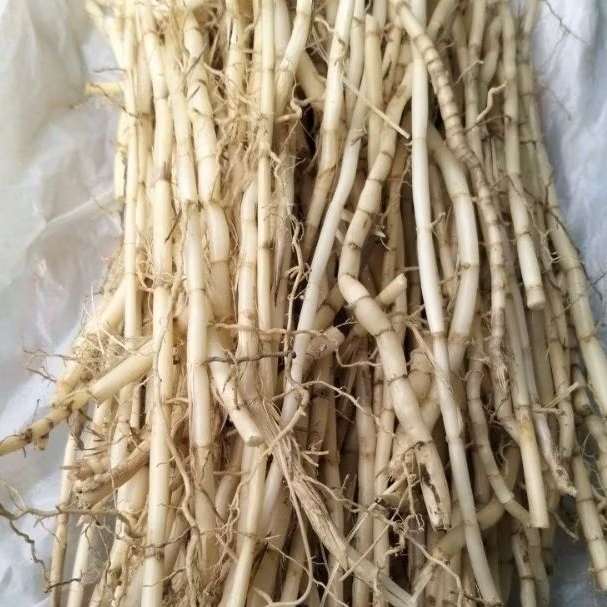 Jual Akar Alang Alang Asli segar 100gram | Shopee Indonesia