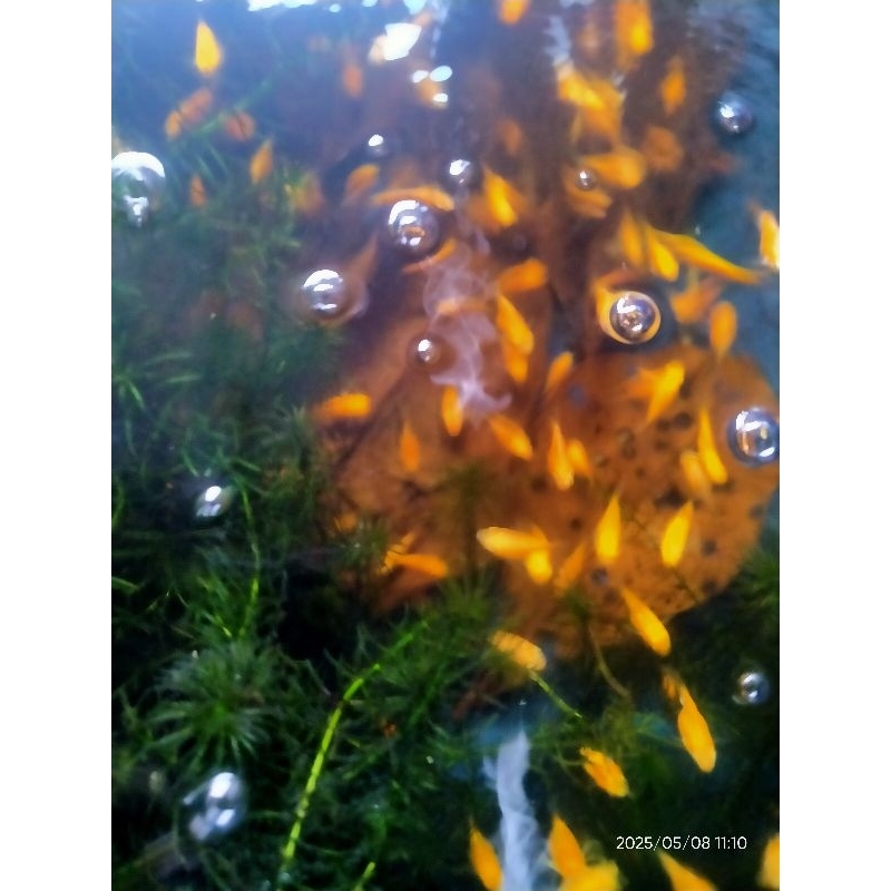 Jual molly Thailand balon Oren. per 3 ekor. ikan hias air tawar ...