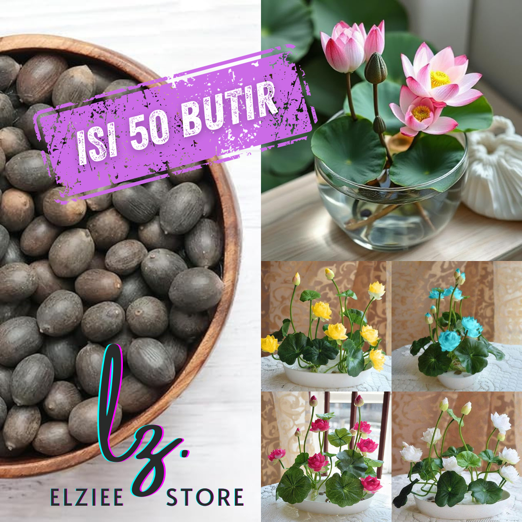 Jual Biji Buah Biji Bunga Teratai Lotus 50 Butir Mix Warna Seeds Miks ...