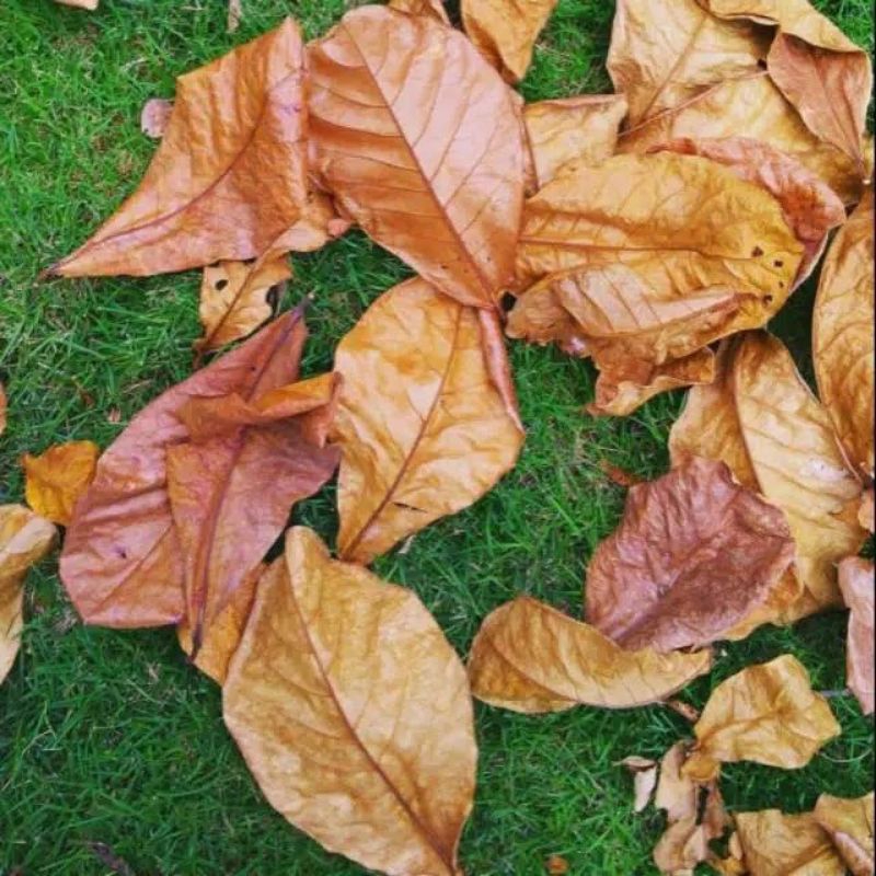 Jual daun Ketang olahan 1kg | Shopee Indonesia