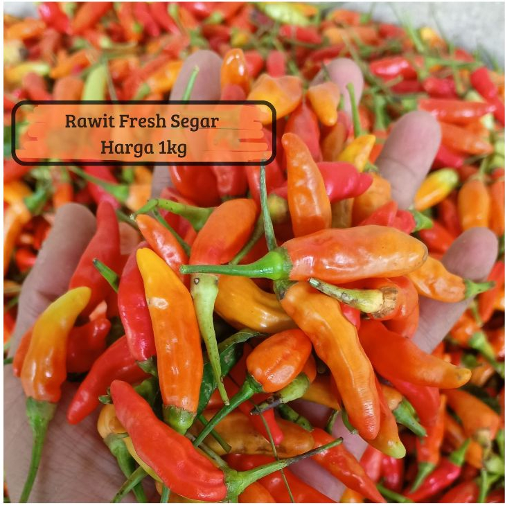 Jual Cabe rawit merah 1kg Cabai rawit merah 1kg cabai harga 1kg packing ...