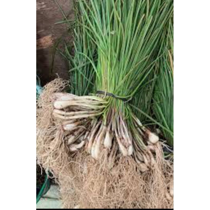 Jual BIBIT BAWANG BATAK BAWANG LOKIO / LENGKIO / KUCAI 1 IKAT ISI ...