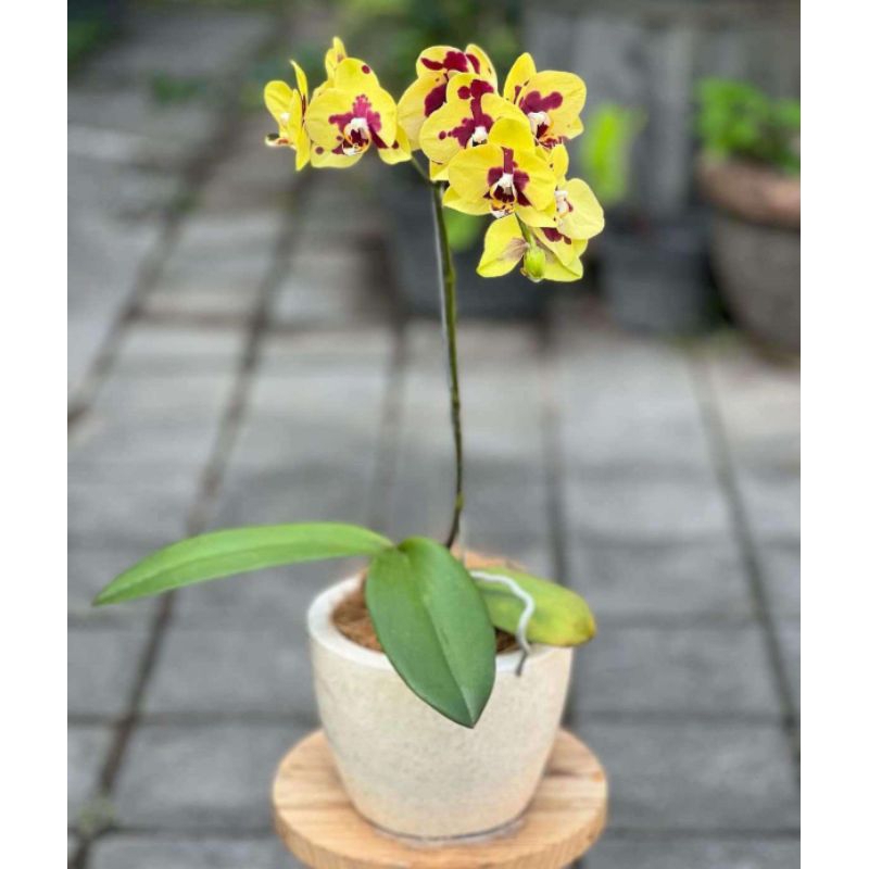 Jual (BISA COD) Anggrek Bulan Bunga Kuning JUMBO PASCA BUNGA / Tanaman ...