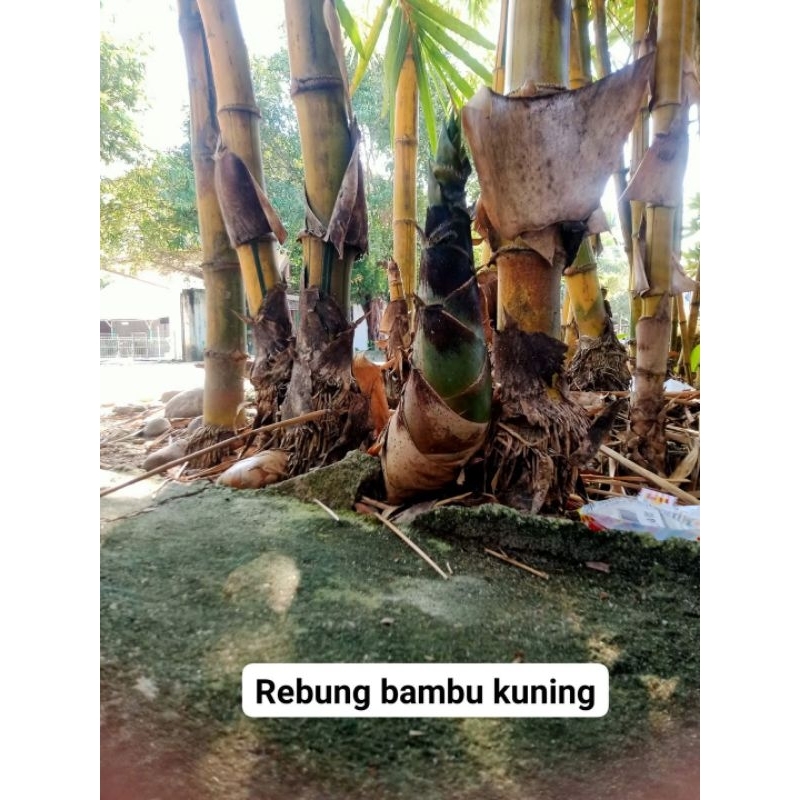 Jual rebung bambu kuning segar 500g | Shopee Indonesia