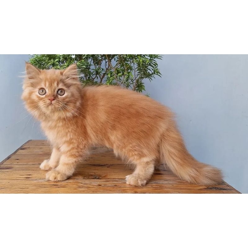 Jual KUCING PERSIA MEDIUM BETINA 2 BULAN OREN BAR BAR | Shopee Indonesia