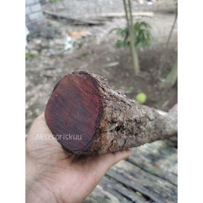 Jual Kayu galih stigi mati ngurak kayu alam bertuah nusantara | Shopee ...