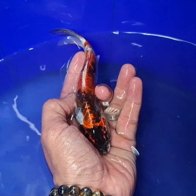 Jual Ikan Koi Blitar Jenis Kiko / Rumah Koi Jakarta / kode 0027 ...