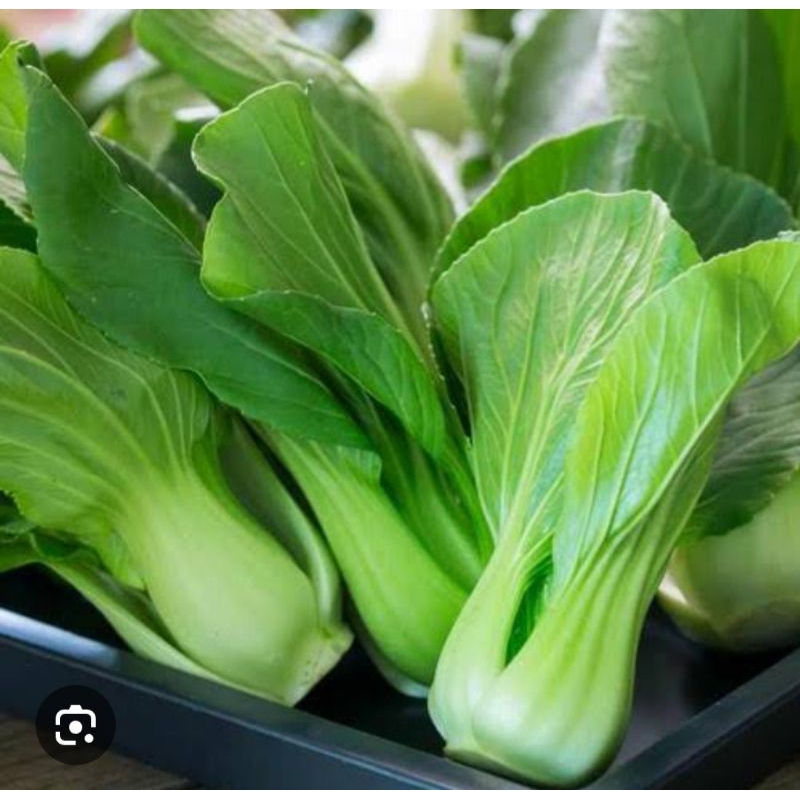 Jual SAYUR BOTOL/ POCAY | Shopee Indonesia