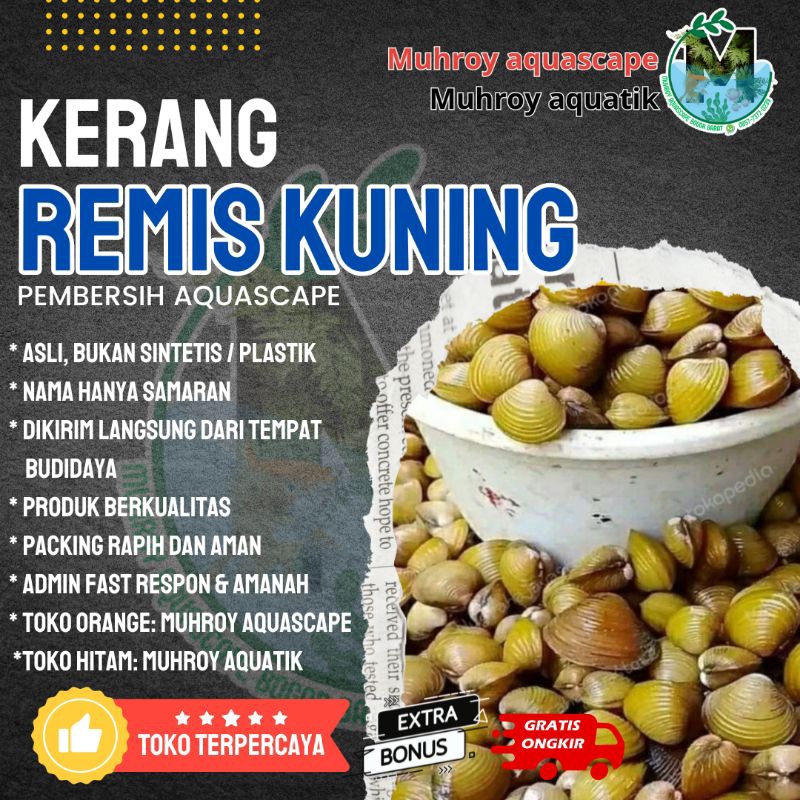 Jual Kerang Kuning remis filter alami aquascape kebutuhan akuarium ...