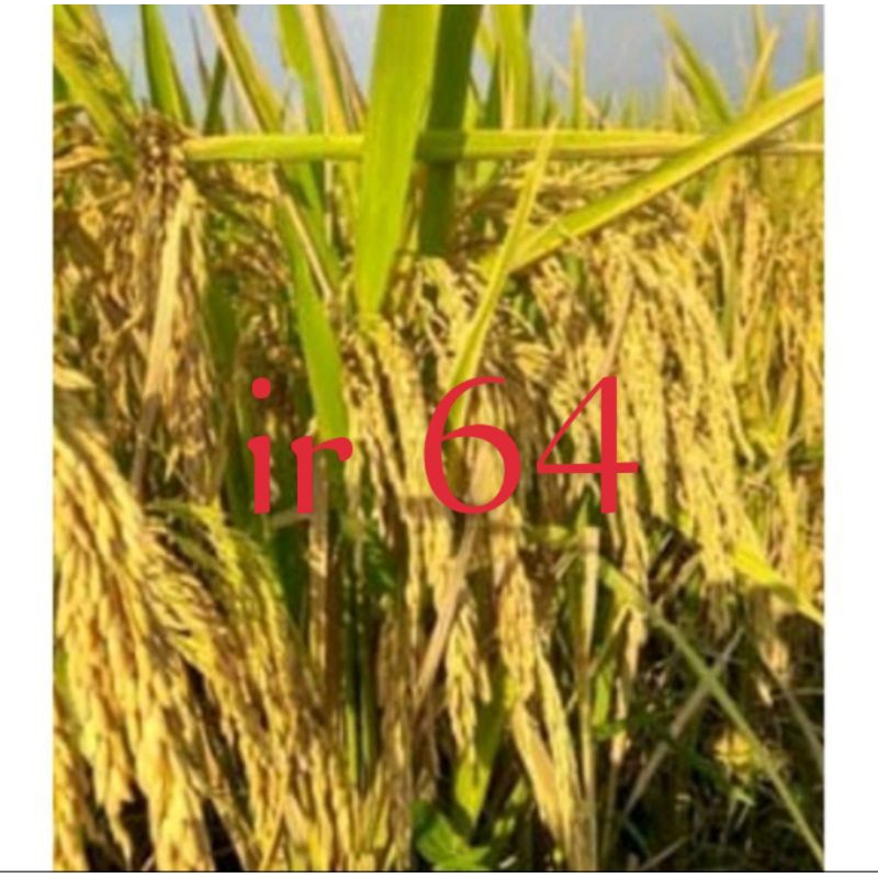 Jual benih padi IR-64 (5KG) | Shopee Indonesia