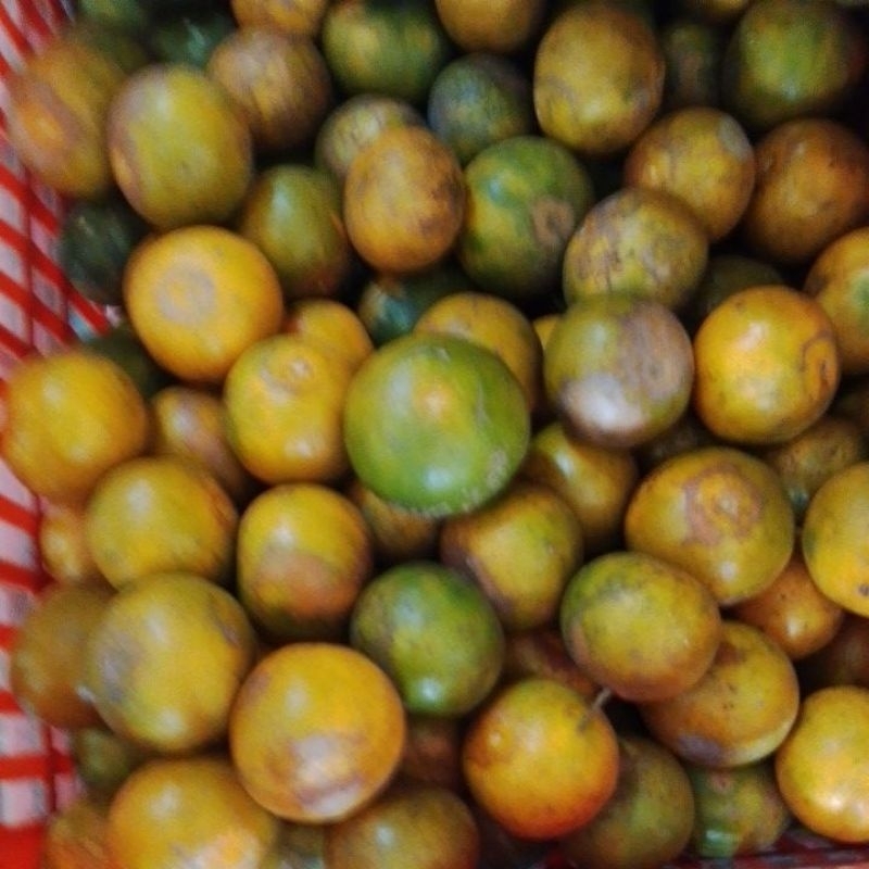 Jual jeruk siem madu 1kg/isi 8-12 buah/jeruk fresh malang | Shopee ...