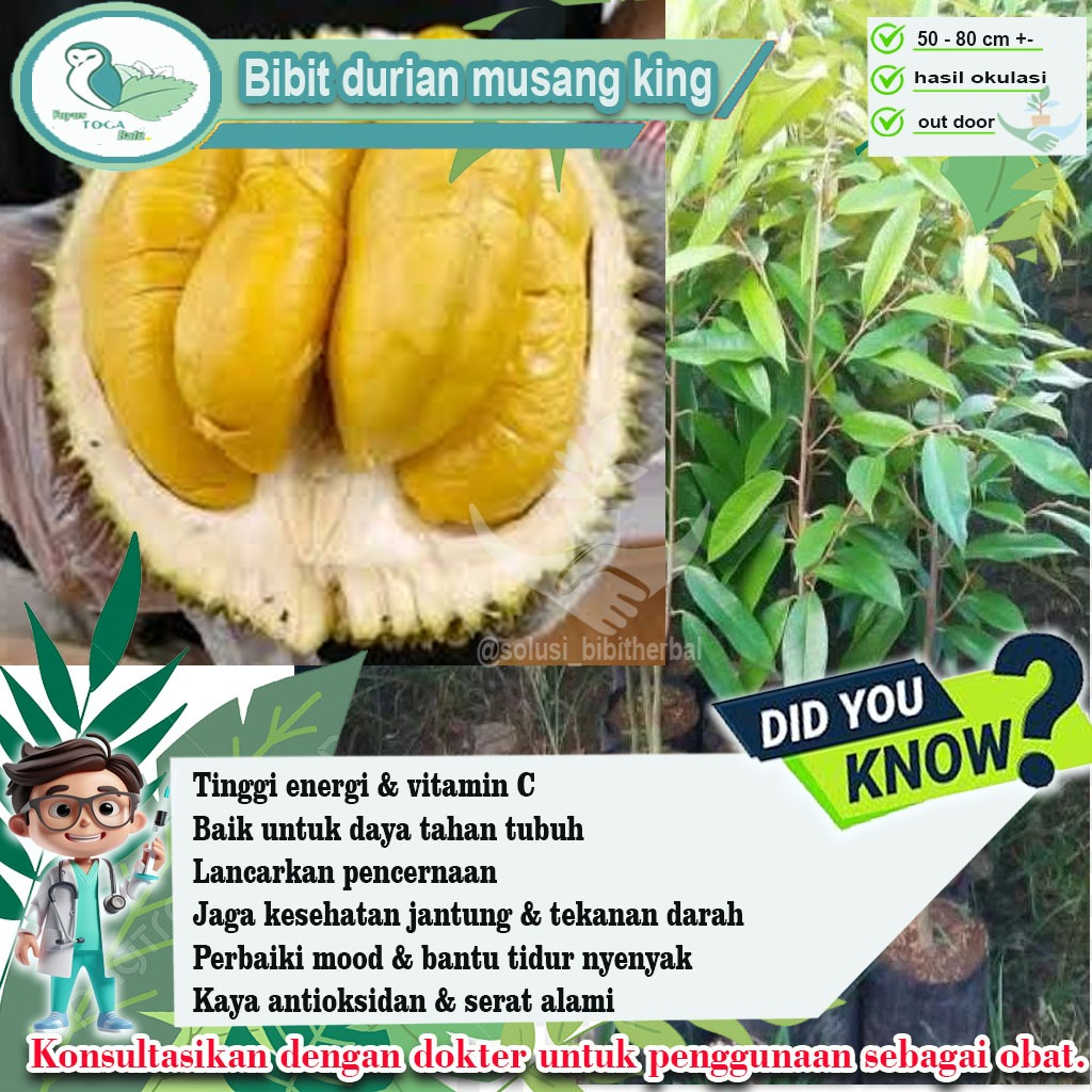 Jual Bibit Durian Musang King – Durian dari Malaysia dengan daging yang ...