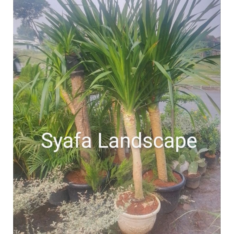 Jual tanaman hias pandan bali ukuran 1,5 meter batang besar | Shopee ...