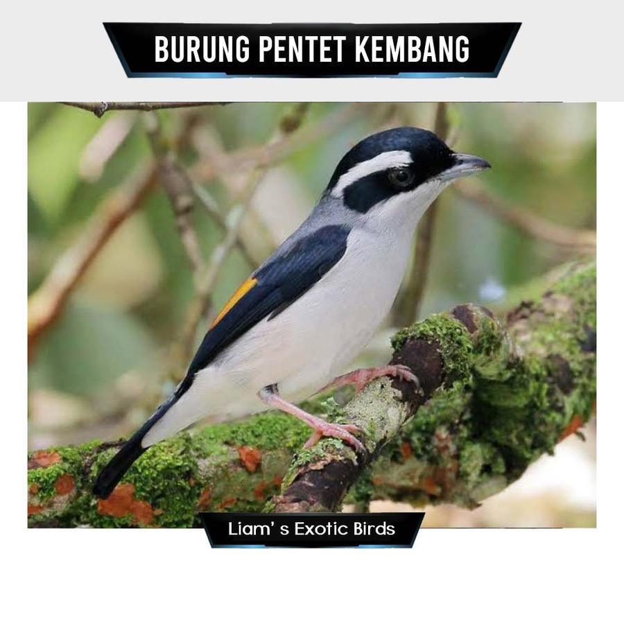 Jual Burung Pentet Kembang Pilihan Jantan | Shopee Indonesia