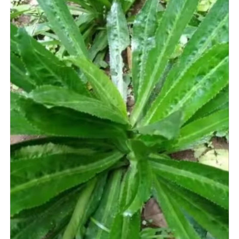 Jual Daun walang sangit 500 grm | Shopee Indonesia