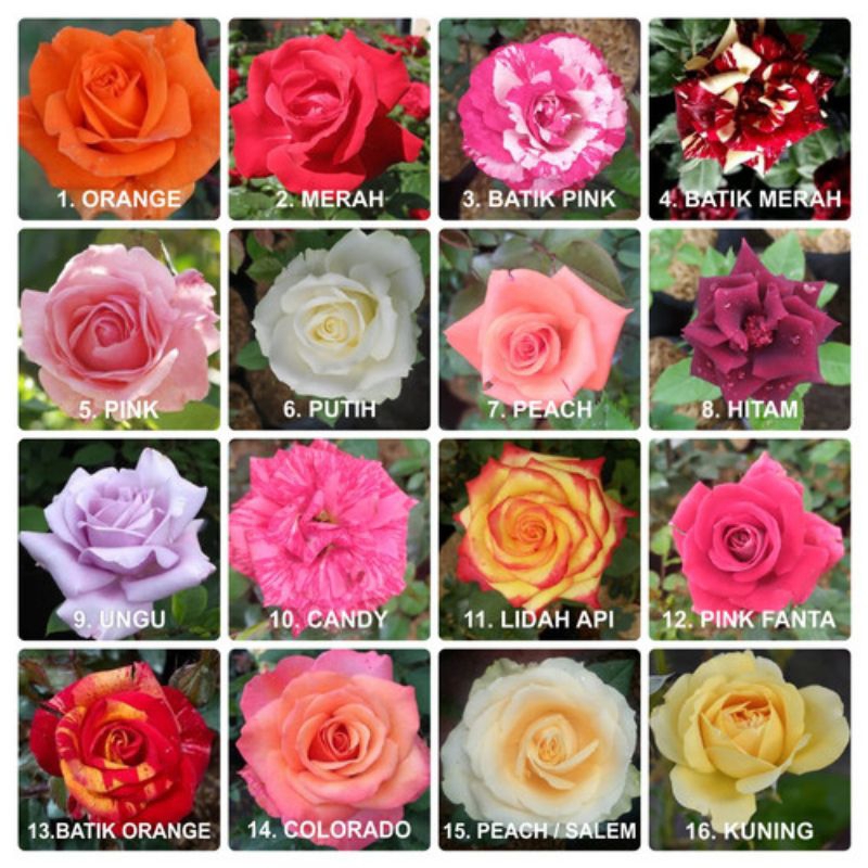 Jual Plant/tanaman Bunga Mawar Import isi 5 pohon sudah berbunga (Mix ...