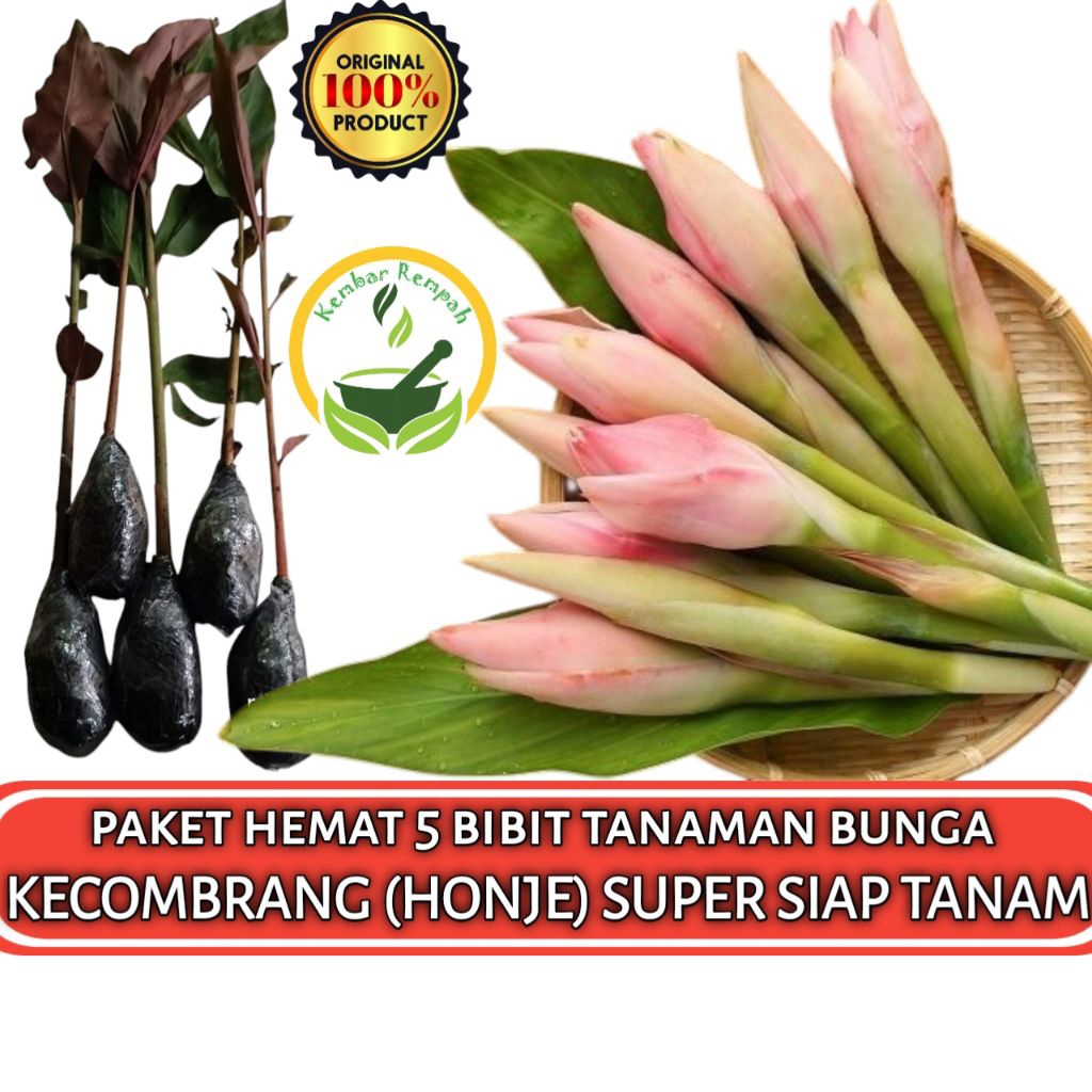 Jual Paket Hemat 5 Bibit Tanaman Bunga KECOMBRANG HONJE Super Siap ...