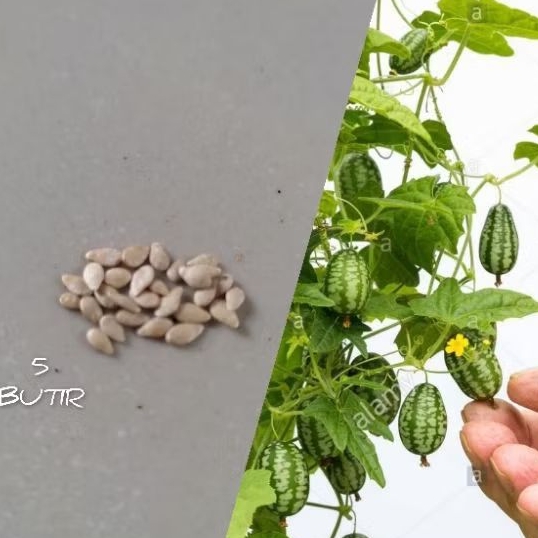 Jual BENIH/BIJI BUAH CUCAMELON/MELOTHARIA SCABRA (5 butir) | Shopee ...
