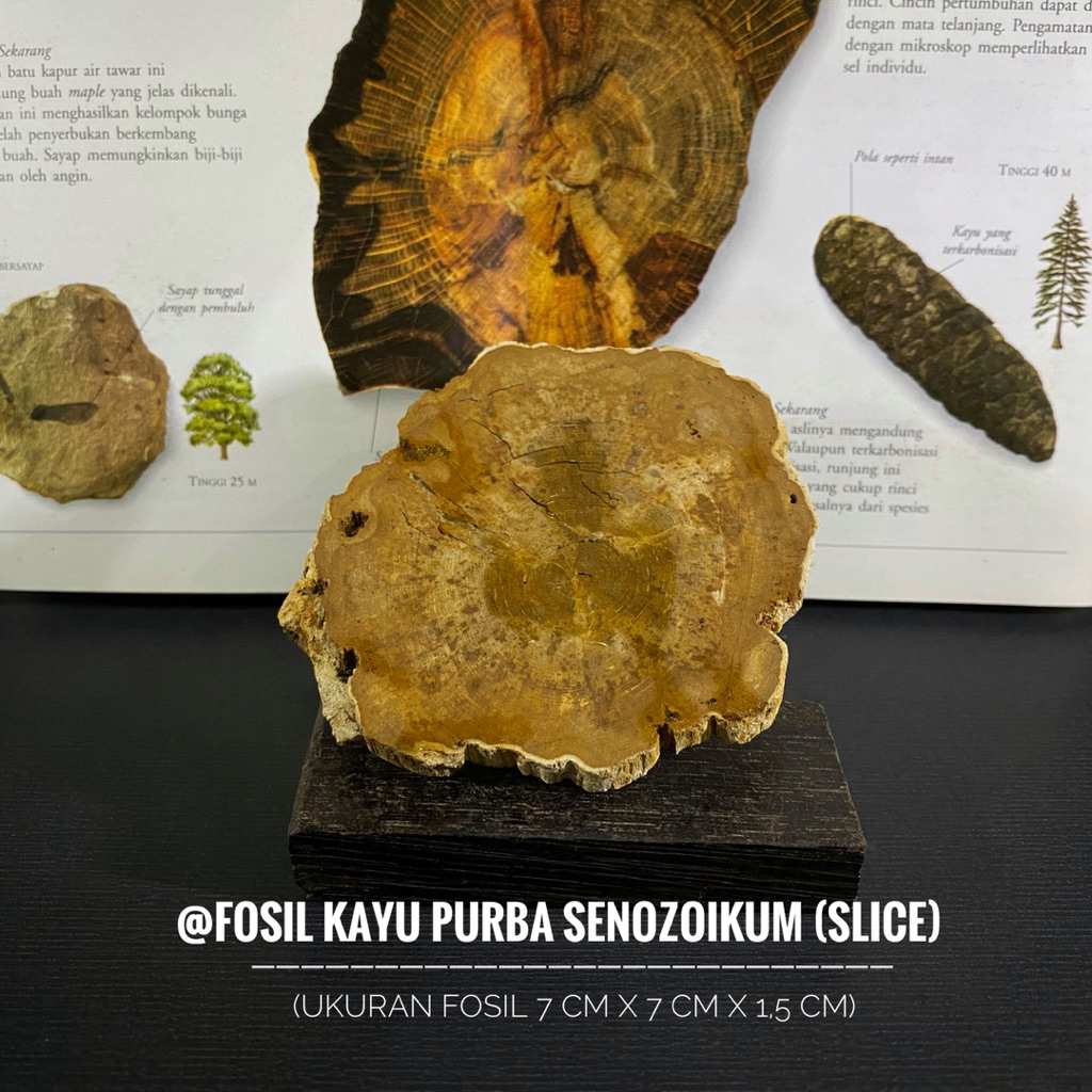 Jual Fosil Kayu Purba Senozoikum Slice C40 atau Fosil Kayu Jurasic atau ...