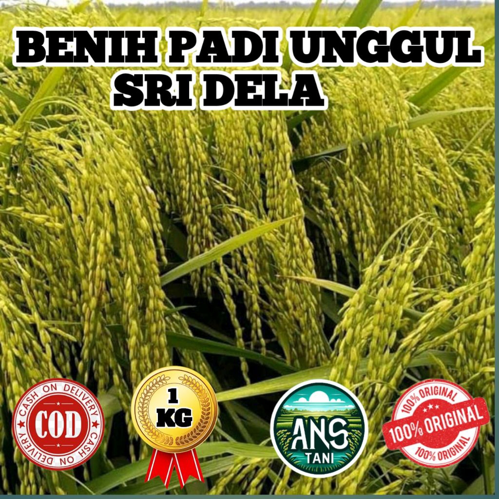 Jual BENIH PADI UNGGUL SRI DELA BERKUALITAS KEMASAN 1KG | Shopee Indonesia
