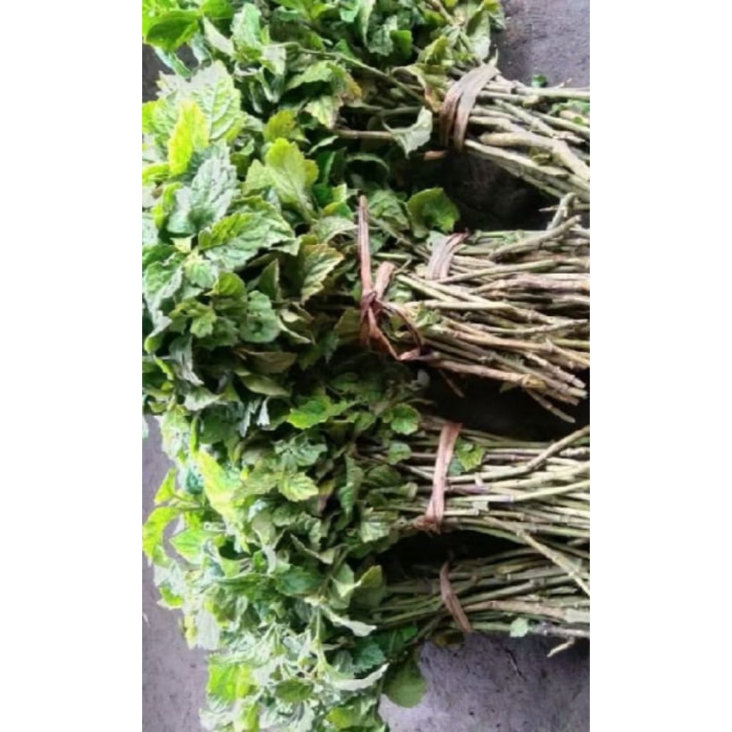 Jual 25 batang bibit nilam pucuk variantes sidikalang | Shopee Indonesia