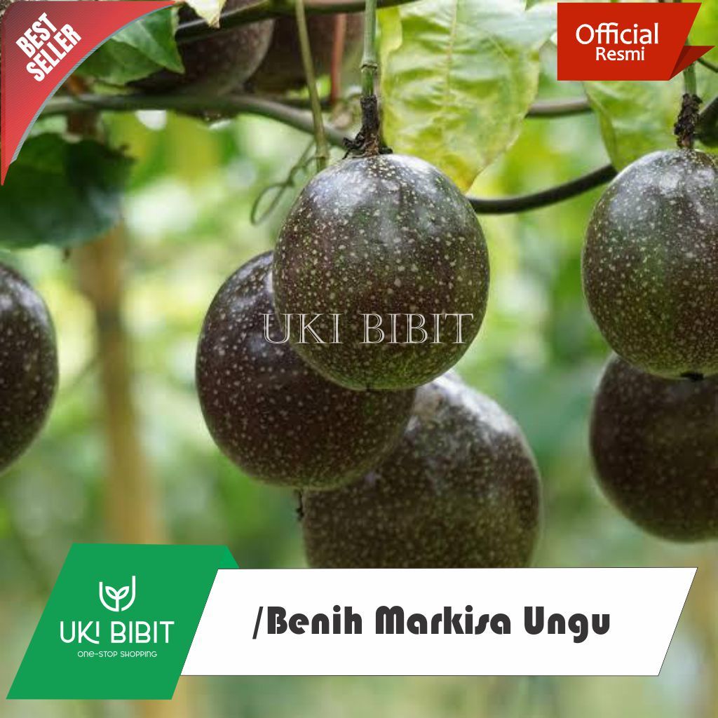 Jual ( 10 Butir ) Benih Biji Markisa Hitam | Passiflora Edulis | Markisa Ungu | Granadilla Ungu ...