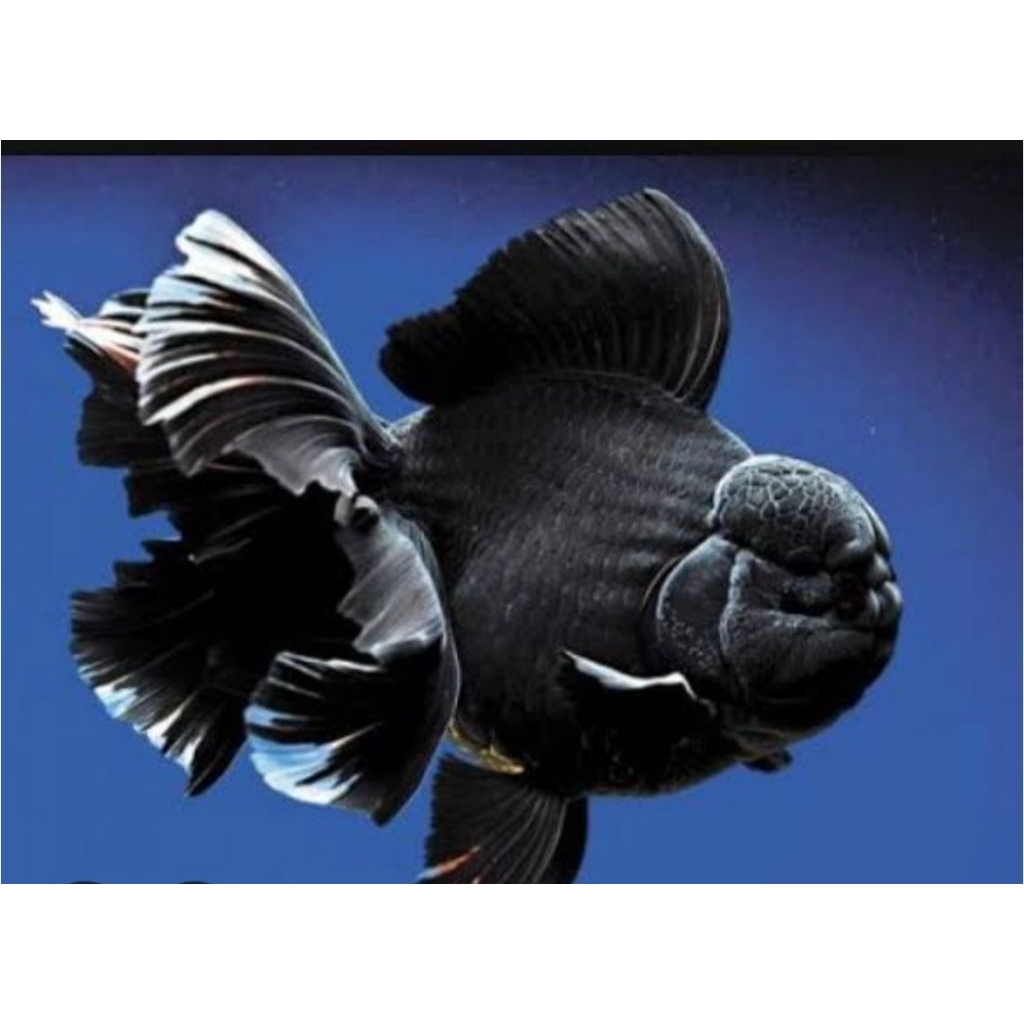 Jual ikan mas koki hitam full black solid jambul Jumbo / ikan koky ...