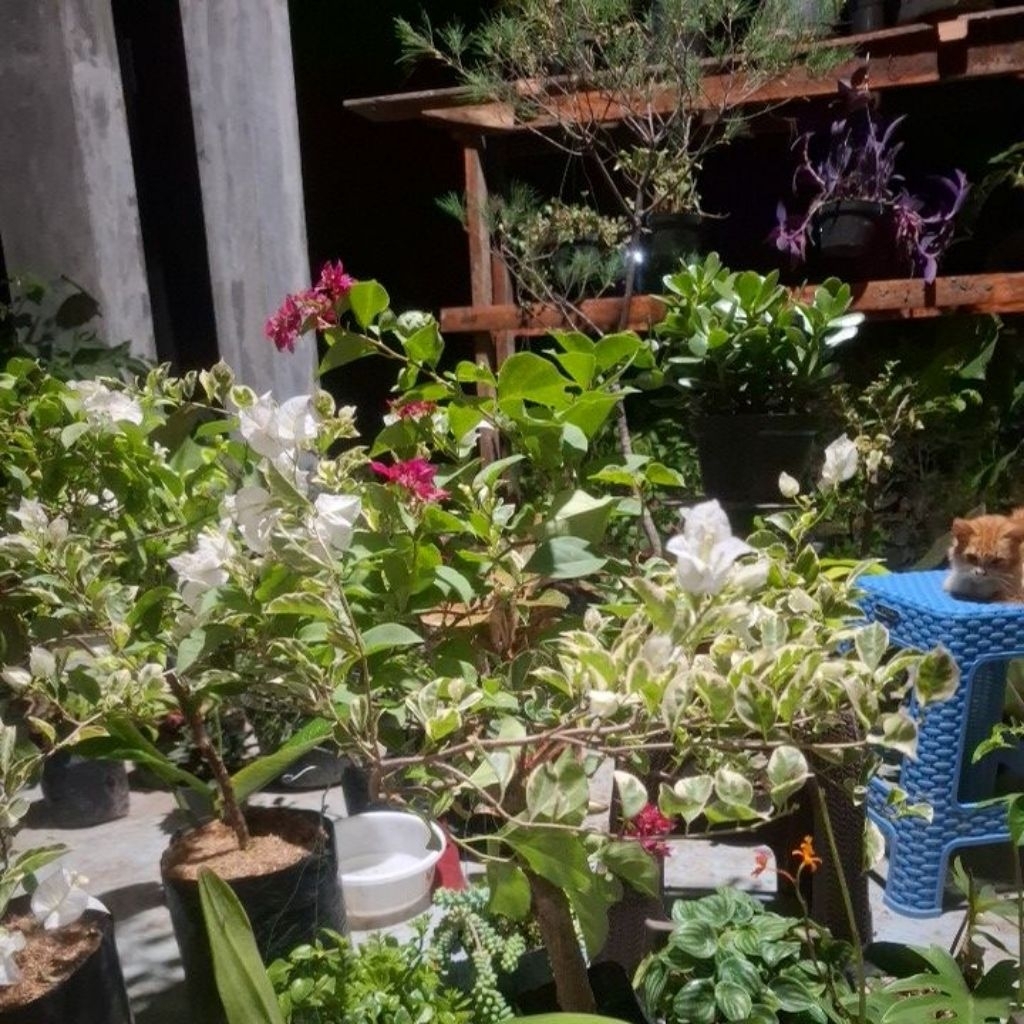 Jual bugenvil kecil | Shopee Indonesia