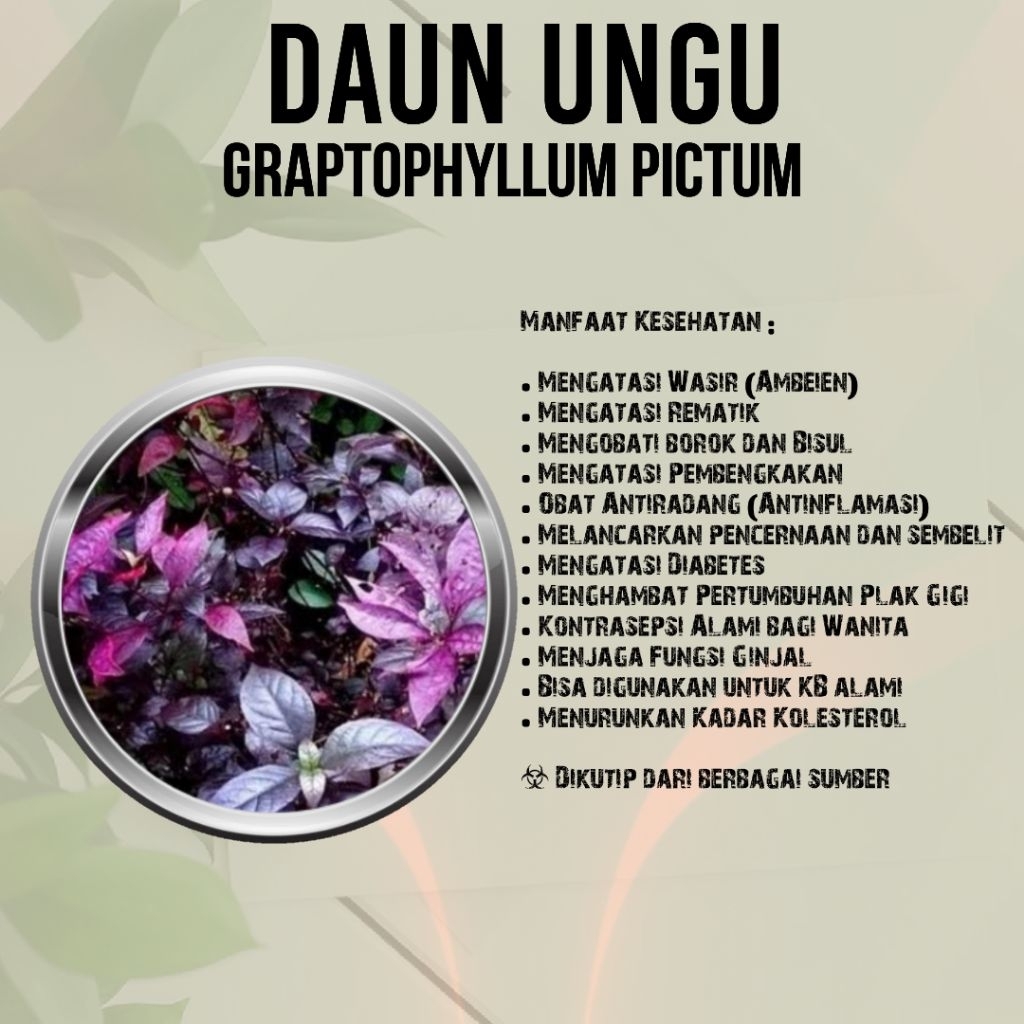 Jual Kapsul DAUN UNGU/HANDELEUM 100/200/300 Kapsul Wasir,Rematik, Bisul Dll | Shopee Indonesia