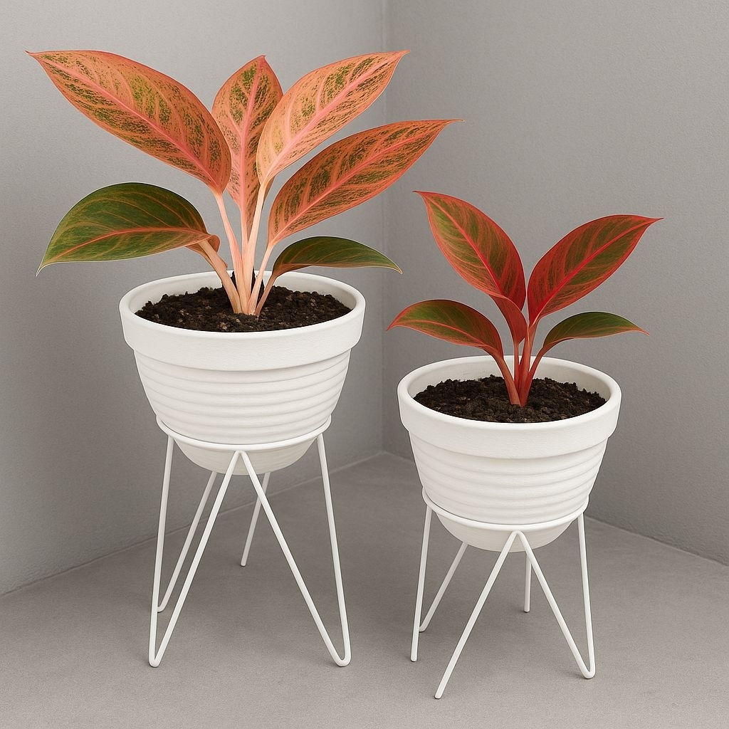 Jual Standing pot minimalis isi 2 - estetik dan kuat | Shopee Indonesia
