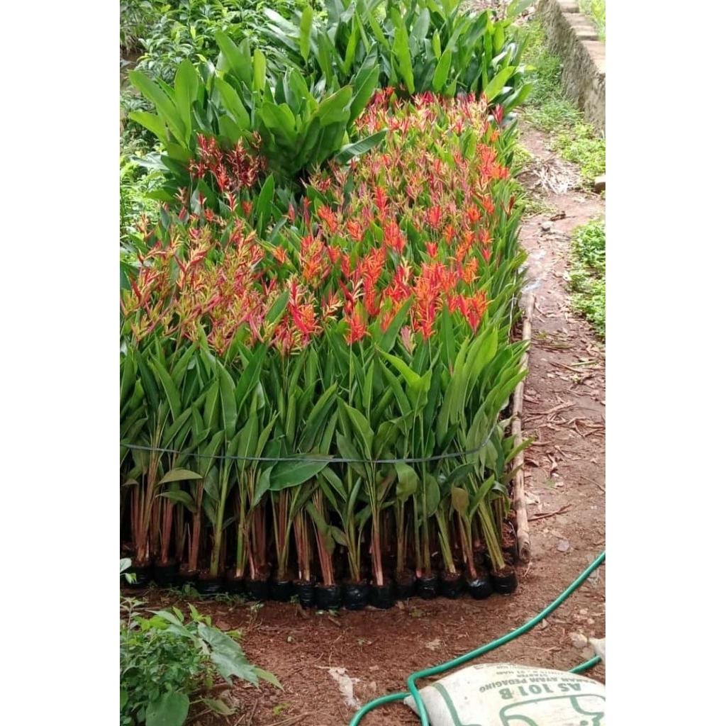 Jual PAKET 10 polybag tanaman pisang pisangan heliconia bunga merah ...