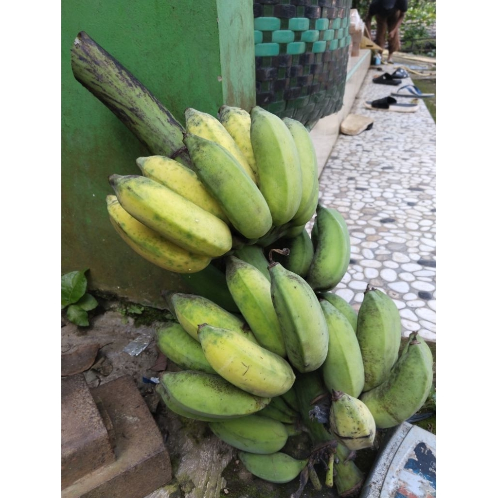 Jual Susu Muria Kudus Terlengkap & Harga Terbaru Juni 2026 | Shopee ...