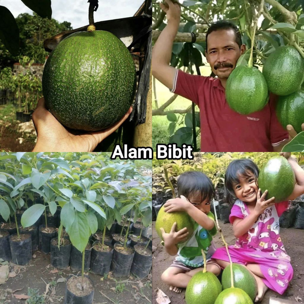 Jual BIBIT ALPUKAT MARKUS / KENDIL JUMBO STEK CEPAT BERBUAH | Shopee ...
