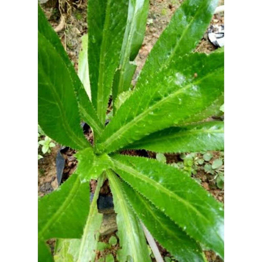 Jual tanaman walang sangit isi 5 pohon | Shopee Indonesia