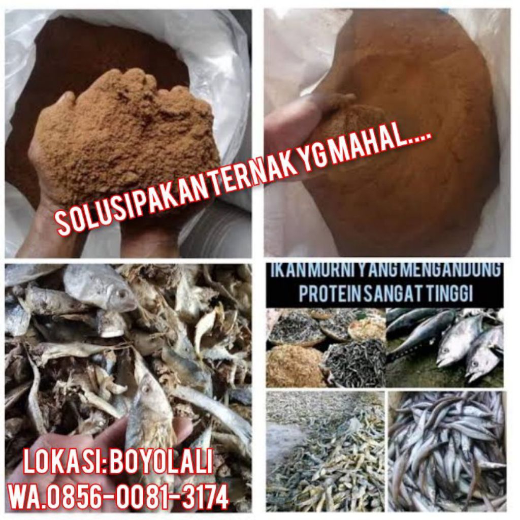 Jual tepung ikan protein Tinggi 1kg tepung ikan pakan ternak tepung ikan pakan ayam | Shopee ...