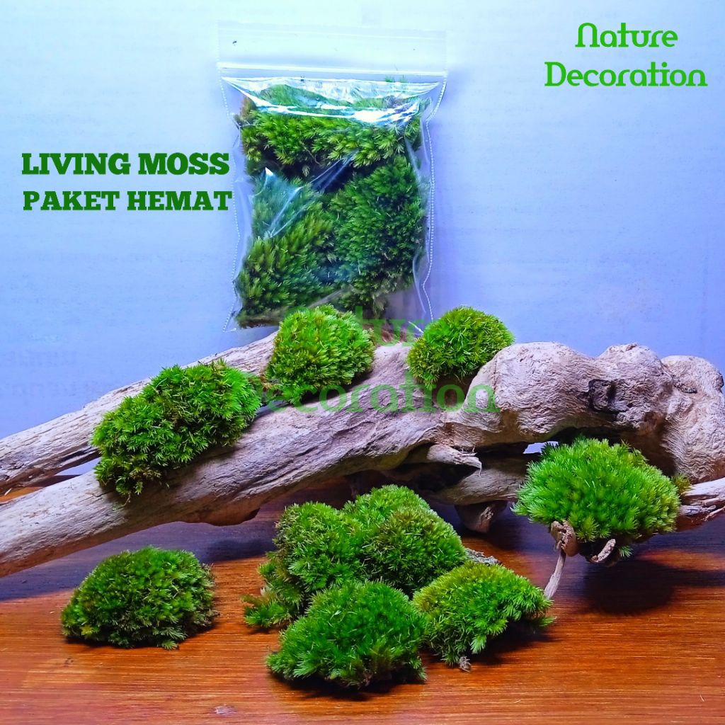 Jual Living Moss Porsi Hemat | Lumut Hidup | Lumut Pinus | Tanaman ...