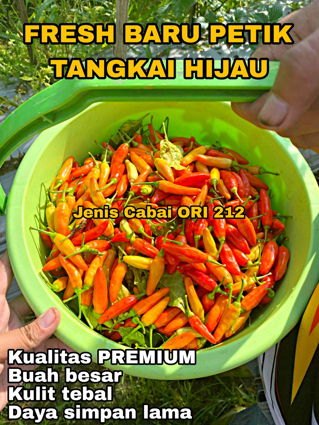 Jual Cabe Rawit Merah Premium Fresh Segar varietas ORI 212 | Cabai ...