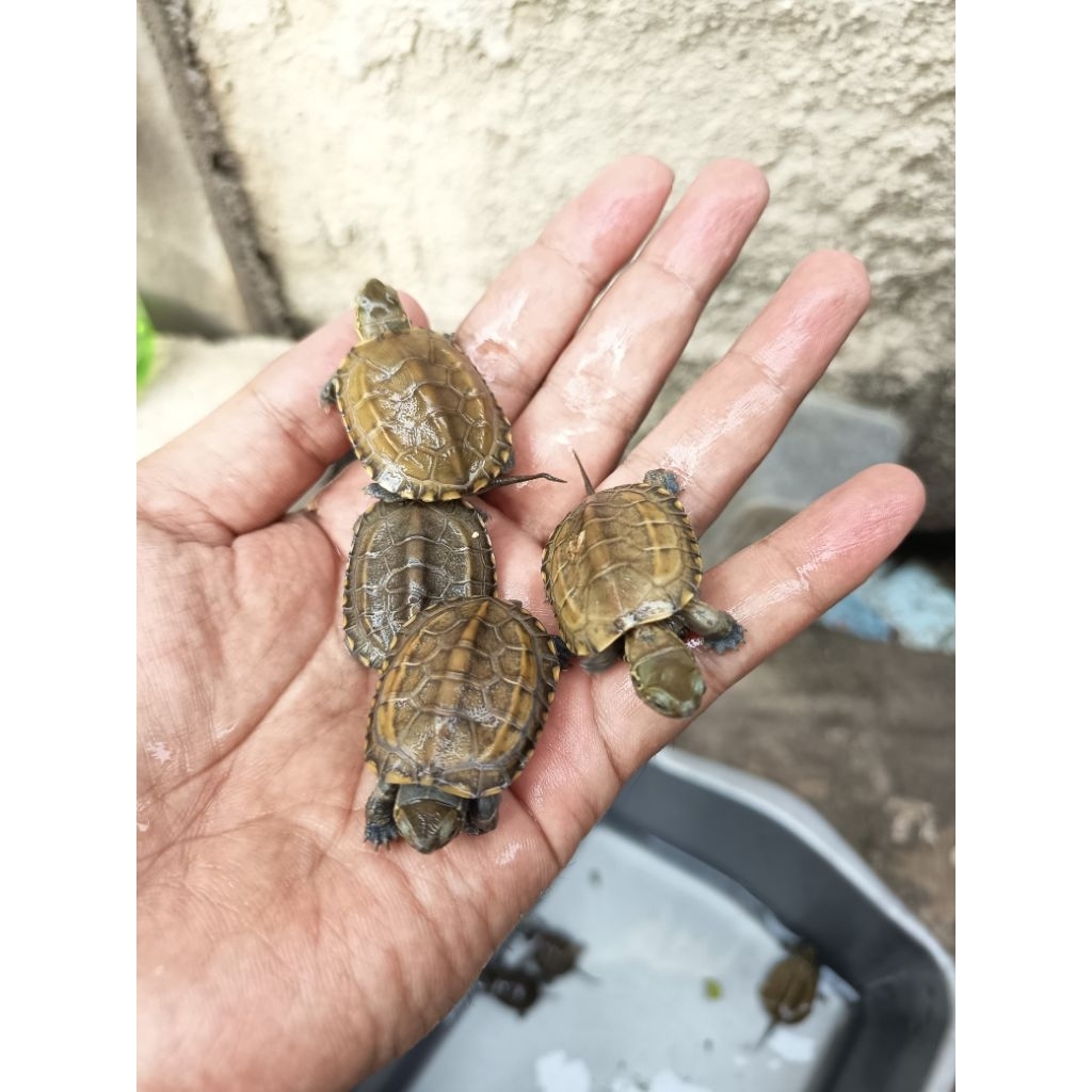 Jual Chinemys (Mauremys Reevesii) | Chinemys Murah | Shopee Indonesia
