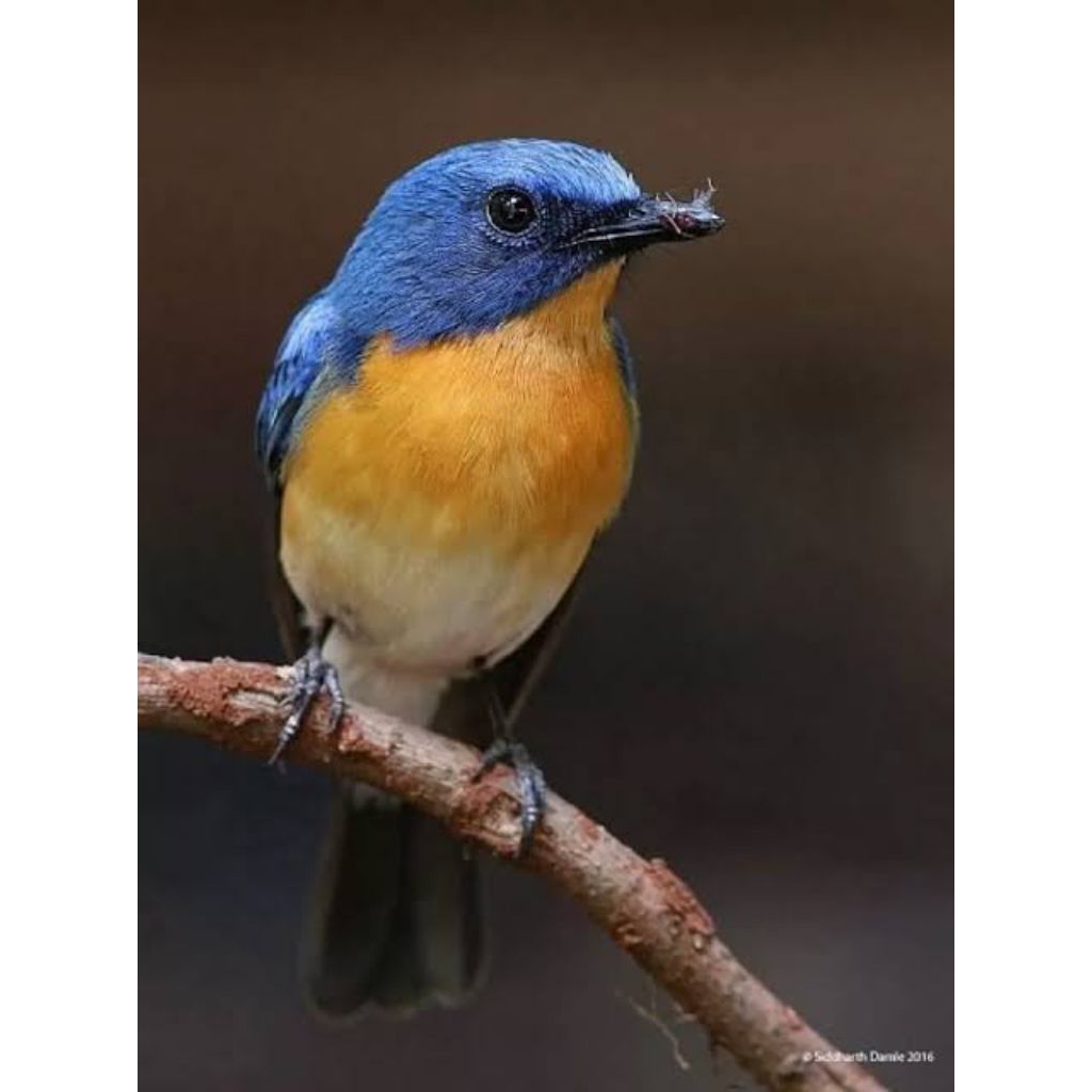 Jual BURUNG TLEDEKAN GUNUNG JAWA JANTAN BODY BIG | Shopee Indonesia