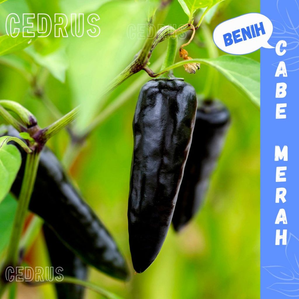 Jual Benih CABE HITAM Biji Bibit Cabai Ornamental Lavana F1 | Shopee ...