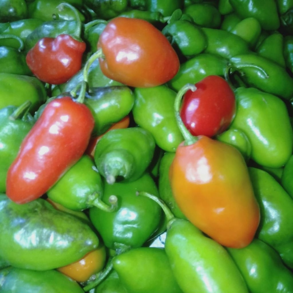 Jual Cabe Gendot Segar Isi 1 kilo - paket hemat buah/sayuran cabe ...