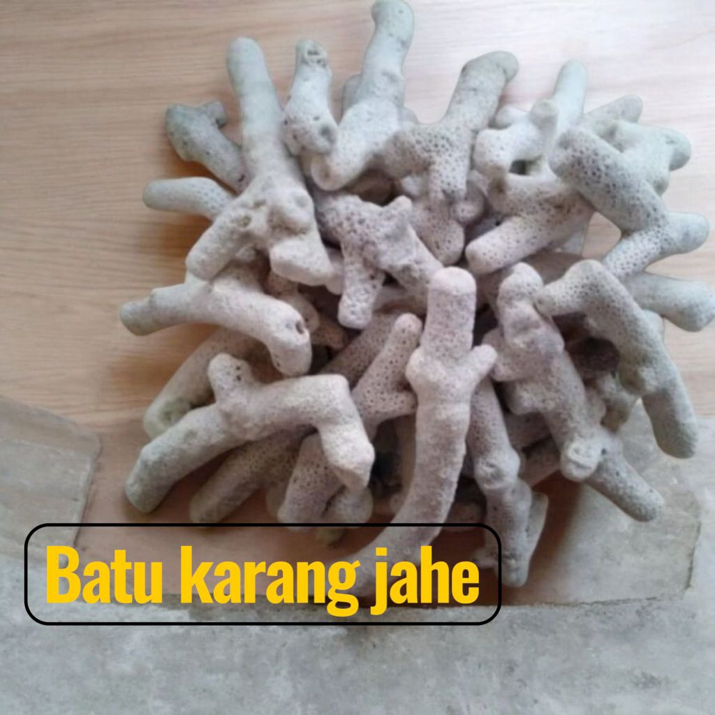 Jual 1kg batu karang jahe/media filter karang jahe | Shopee Indonesia