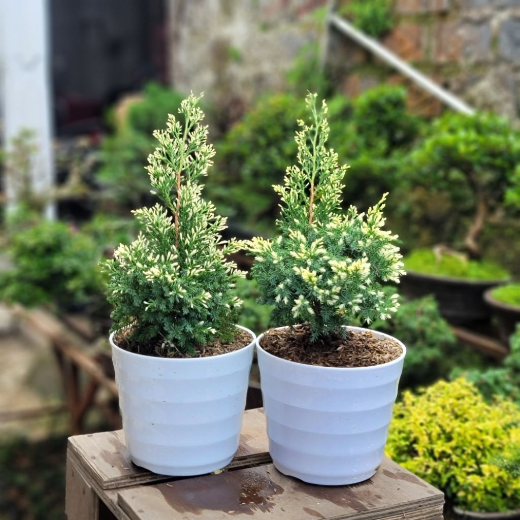 Jual Cemara batik gratis pot mado ukuran 18 tinggi 30 cm | Shopee Indonesia