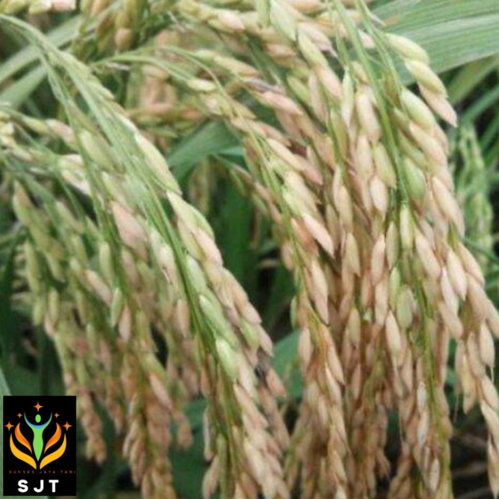 Jual Benih Padi INPAGO 13 Kualitas Unggul Kemasan 5Kg | Shopee Indonesia