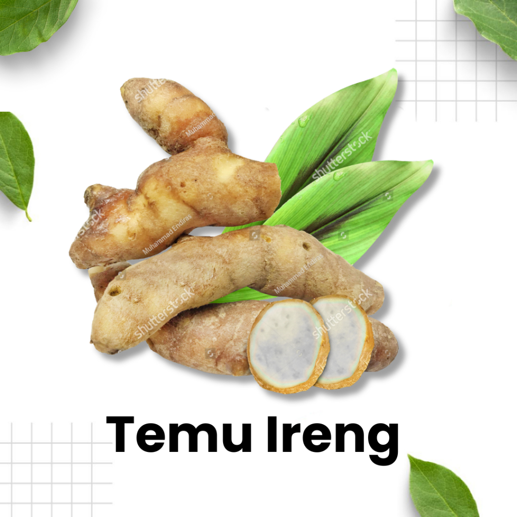Jual Temu Ireng 100gram / Bumbu dapur / rempah dapur / sayur / jahe ...