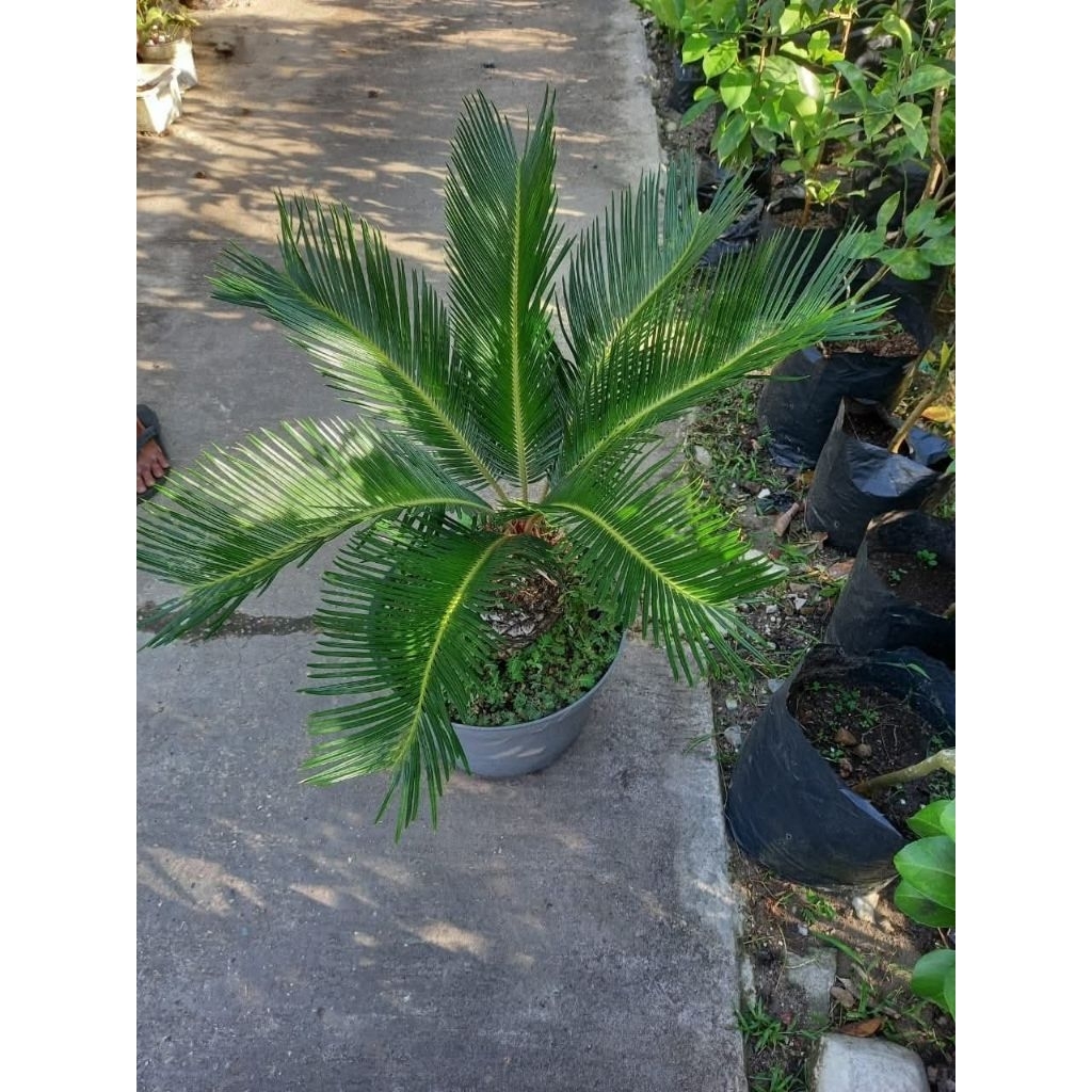 Jual SIKAS/MAWAR JAMBE | Shopee Indonesia